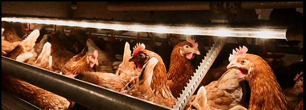 HATO BUBO LED Tube Lights | Can-Neth Imports Ltd