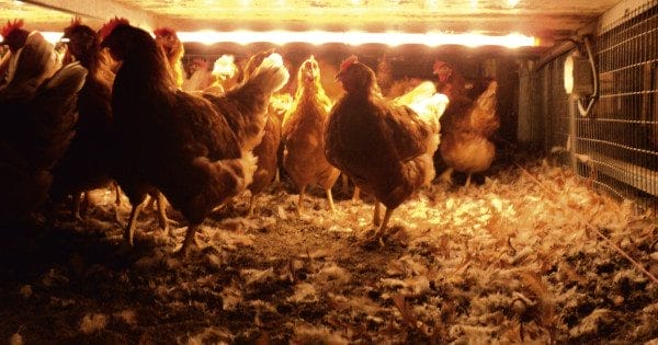 HATO BUBO LED Tube Lights | Can-Neth Imports Ltd